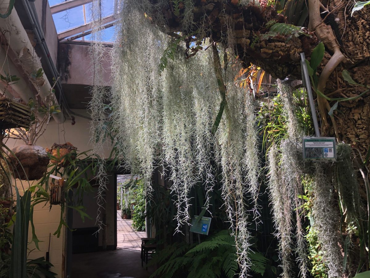 About | UConn Botanical Conservatory